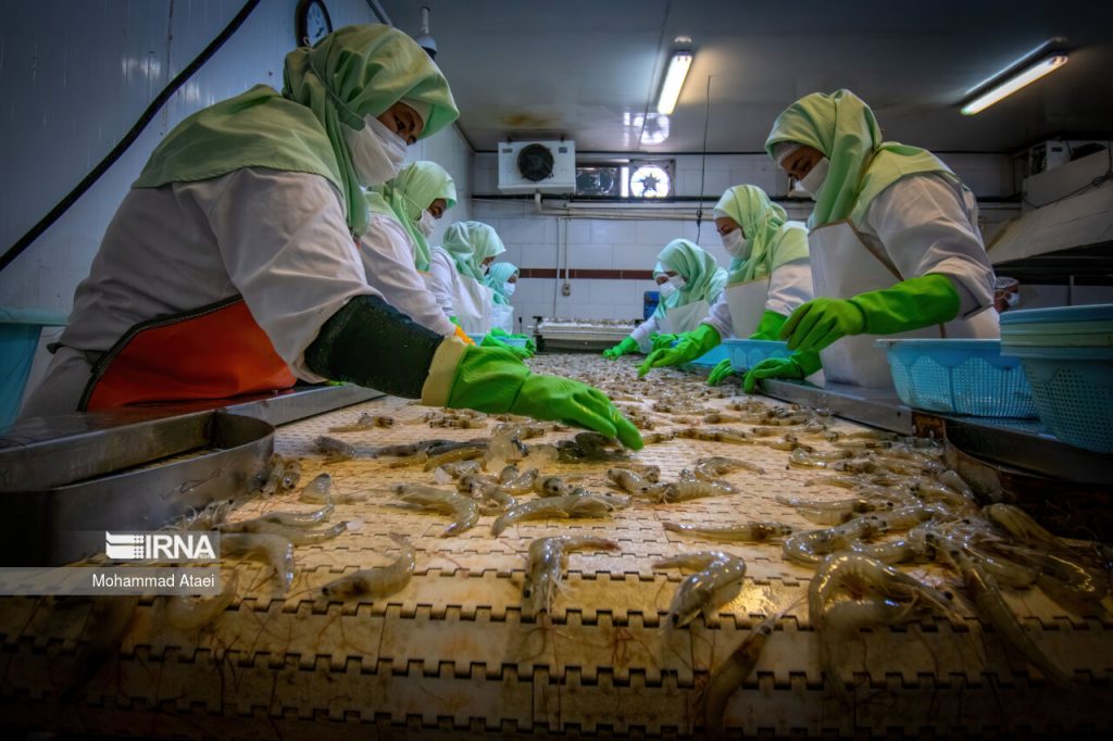 Iran’s six-month shrimp exports up 22% YOY - Iran – China Chamber of ...